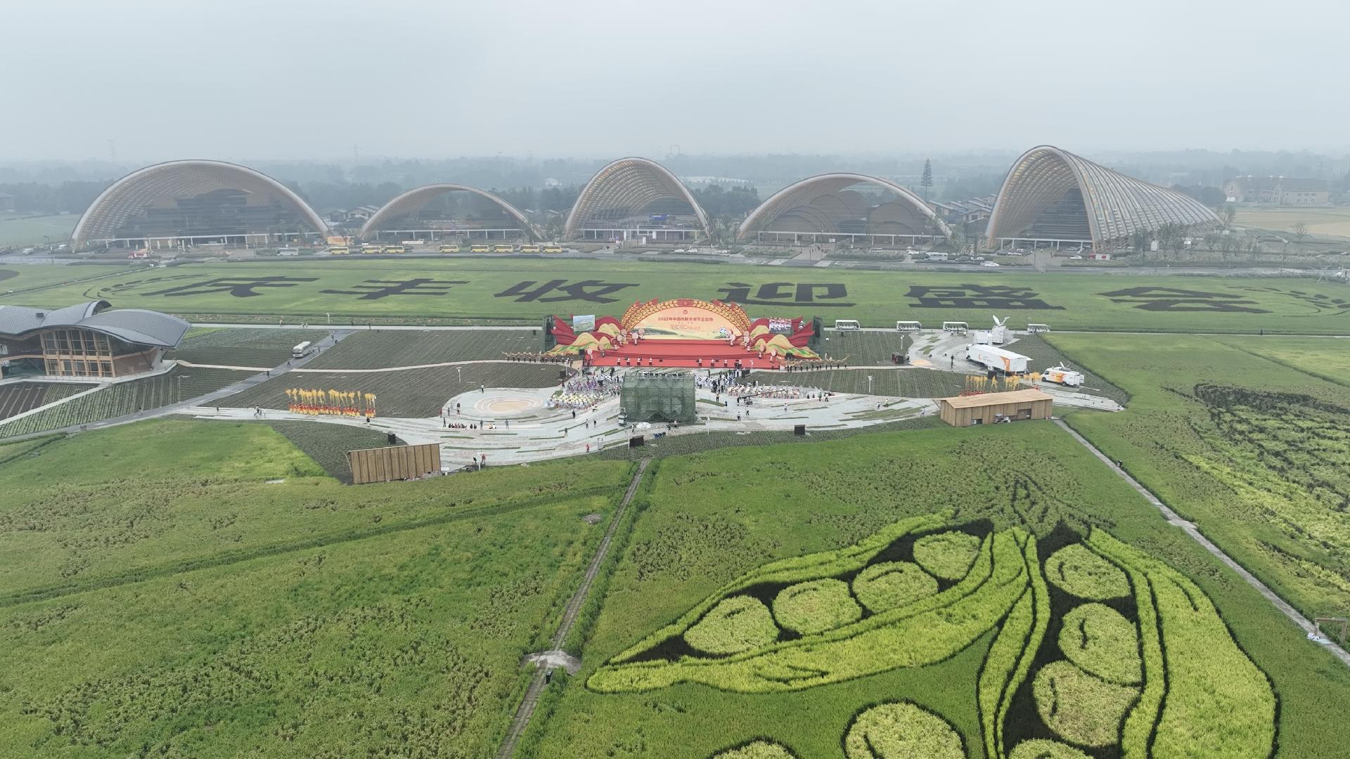 Agricultural cooperatives help Sichuan farmers increase income - CGTN