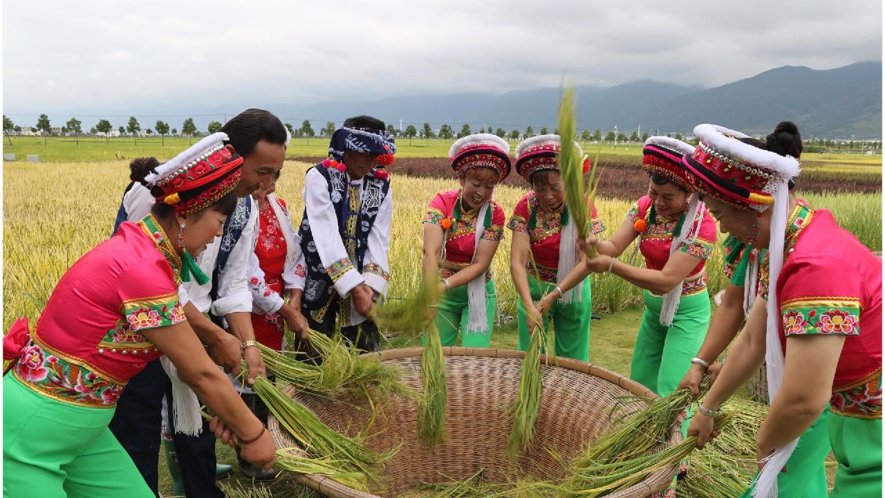 China's Yunnan develops paddy rice cultivation in dry land - CGTN