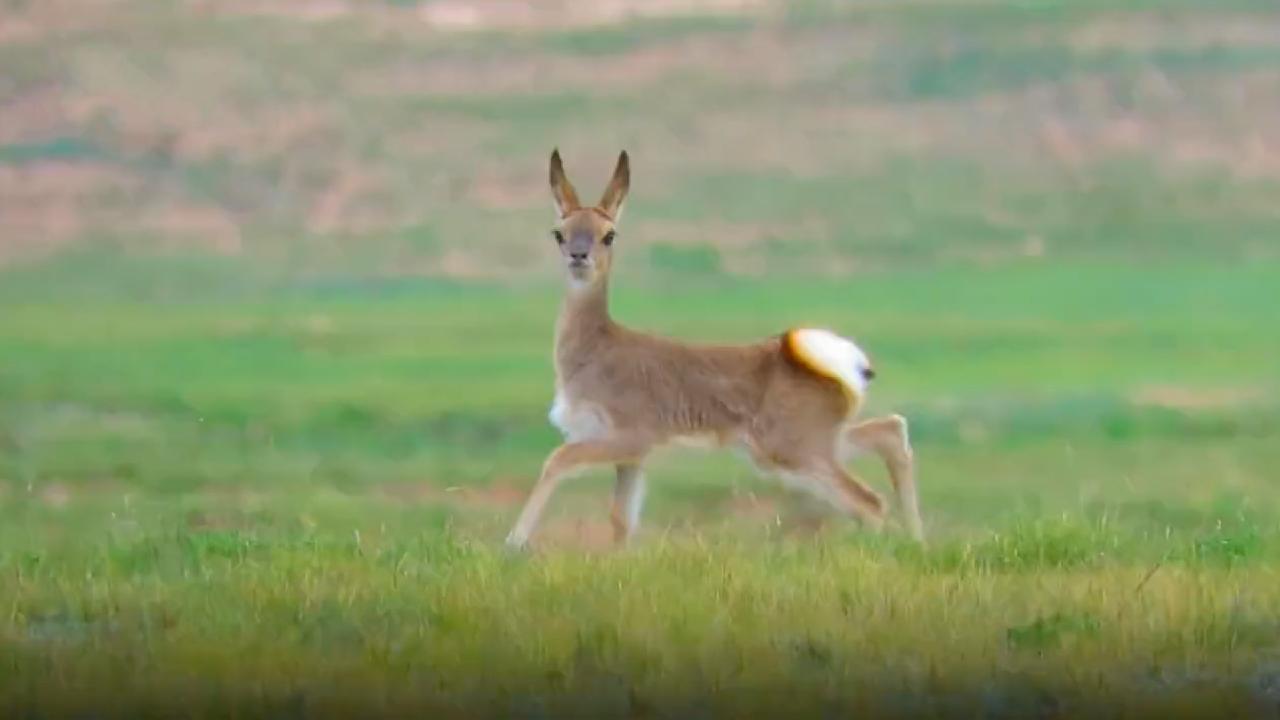Tibetan Gazelles in China's Sanjiangyuan National Park - CGTN