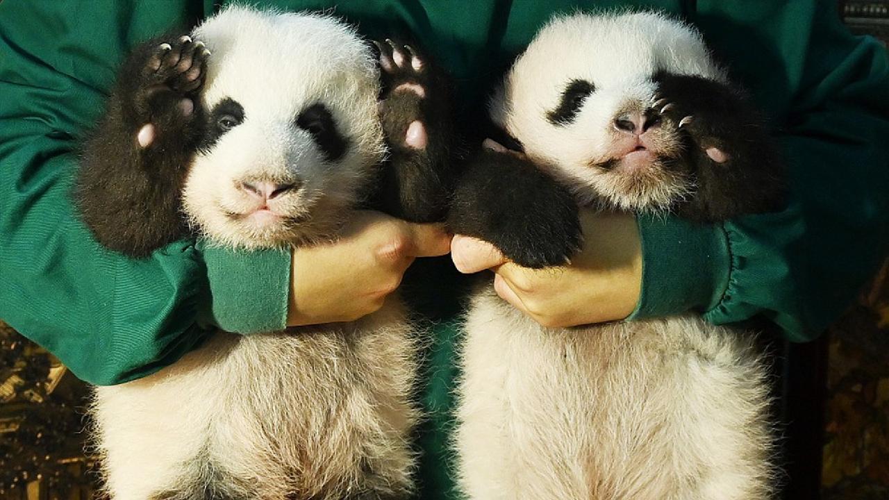 Twin baby pandas make debut in Chongqing during National Day holiday - CGTN