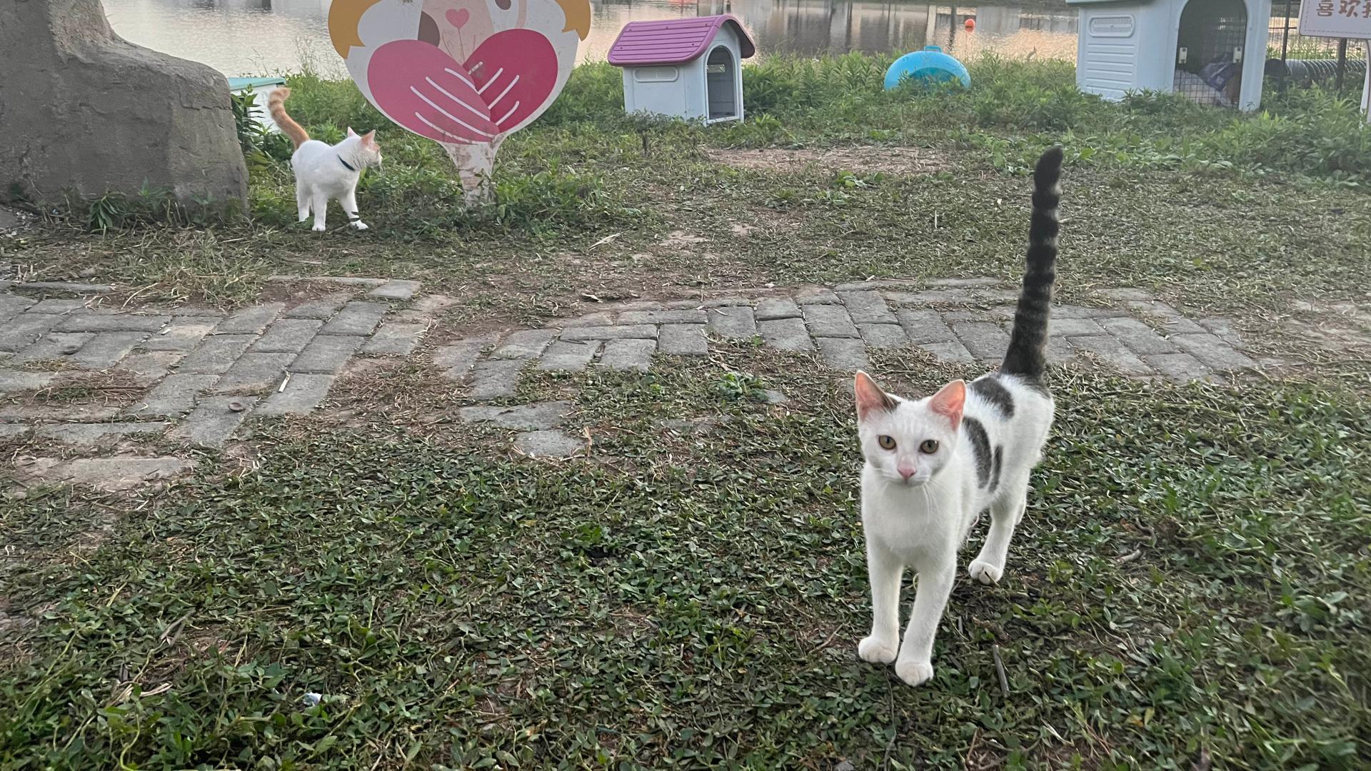 Shanghai sets up a 'cat island' for strays - CGTN
