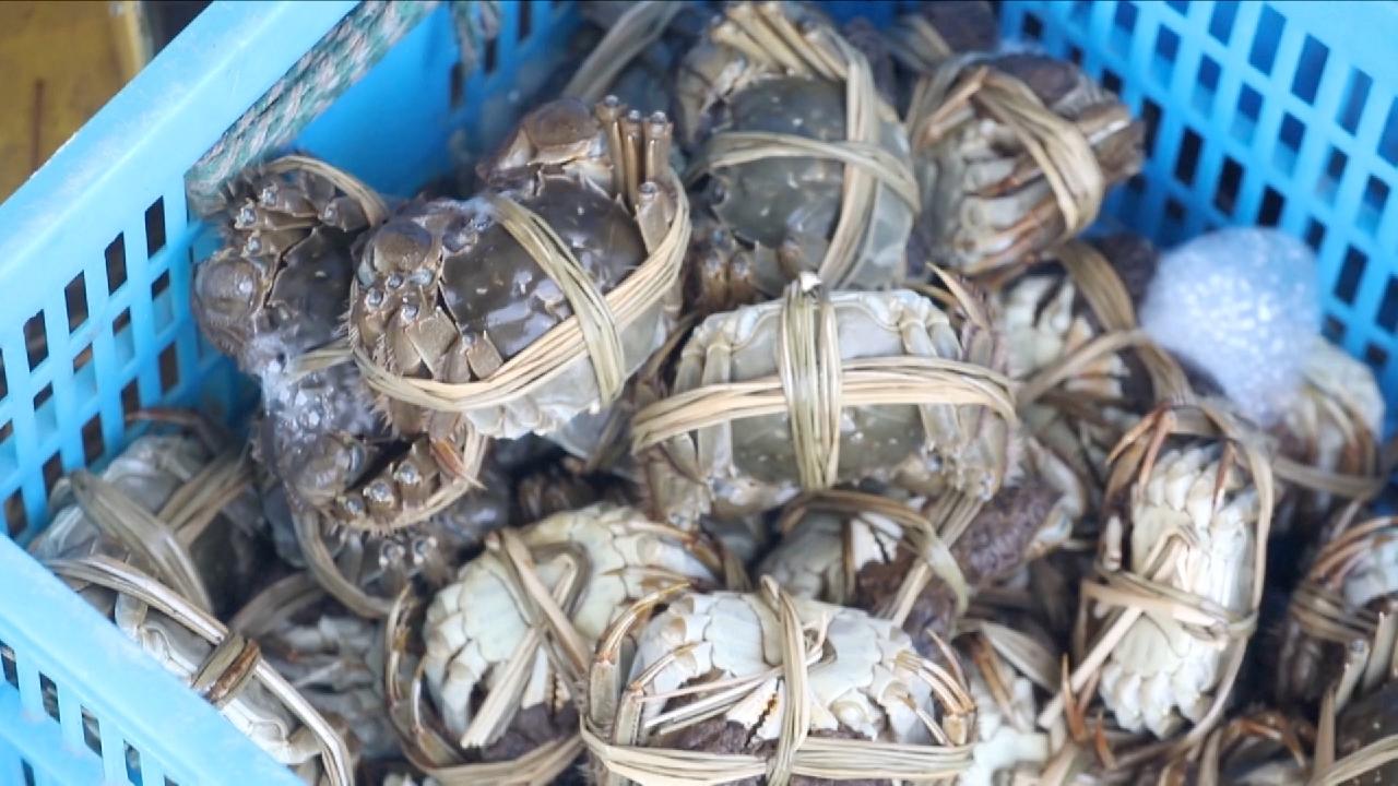 Crab harvest season begins in E China's county - CGTN