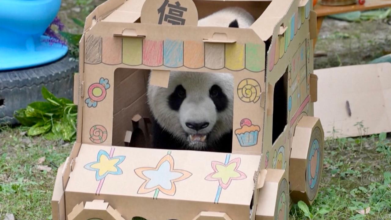 Giant panda trio celebrates group birthday party in Shanghai - CGTN