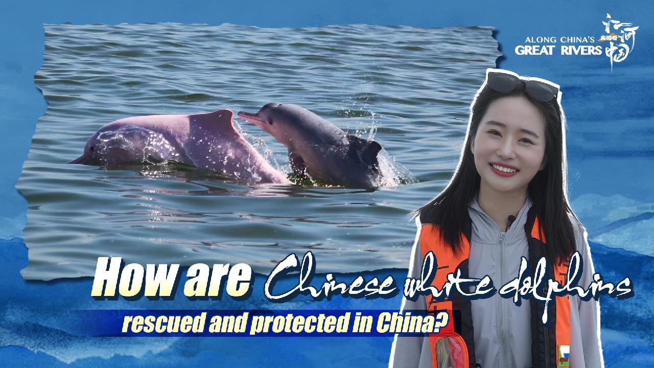 How are Chinese white dolphins rescued and protected in China? - CGTN