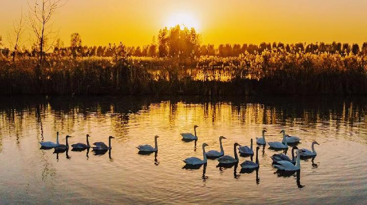 Hongze Lake wetland is 'avian paradise' in east China - CGTN