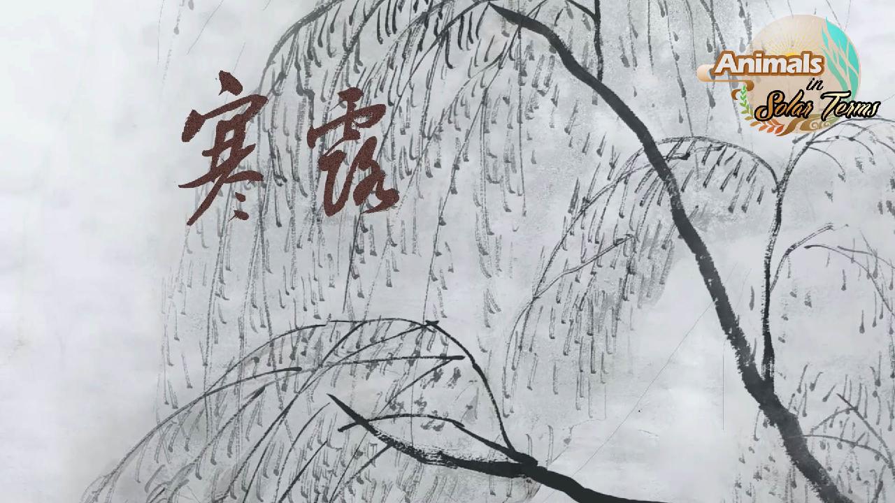 Animals in solar terms: Hanlu - CGTN