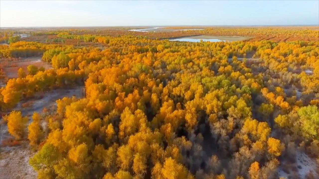 33 years in the life of a Tarim Basin forest ranger - CGTN
