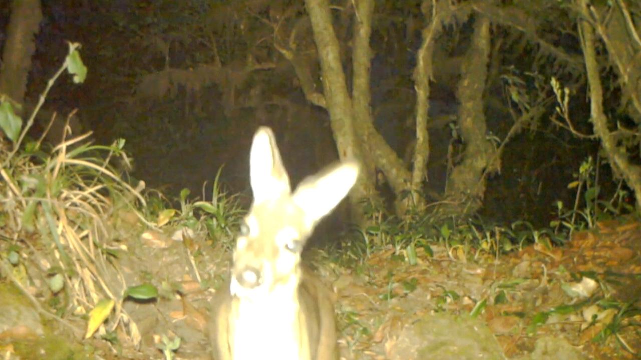 Endangered forest musk deer spotted in SW China's nature reserve - CGTN