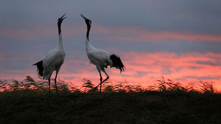 Rare species spotted in different areas in China - CGTN