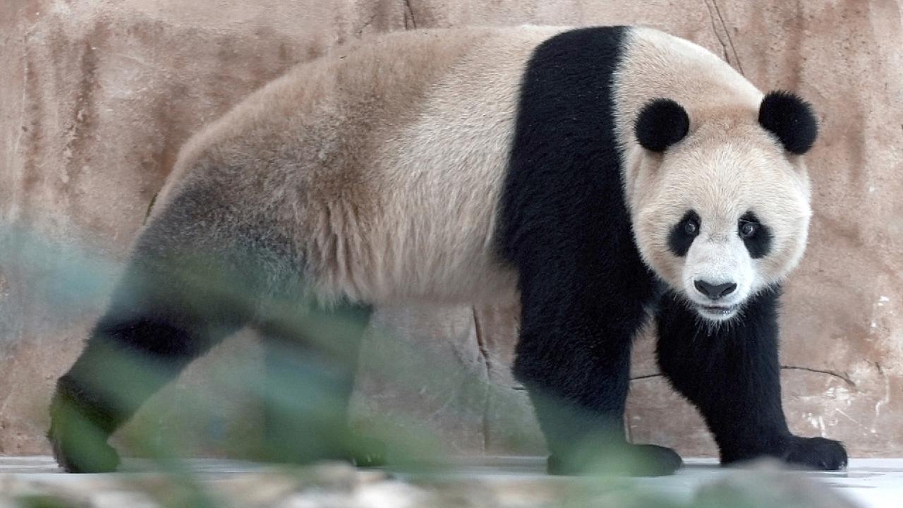 Two giant pandas from China arrive in Qatar for research cooperation - CGTN