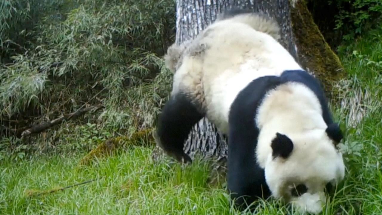 Wild giant panda caught on camera foraging, marking territory - CGTN