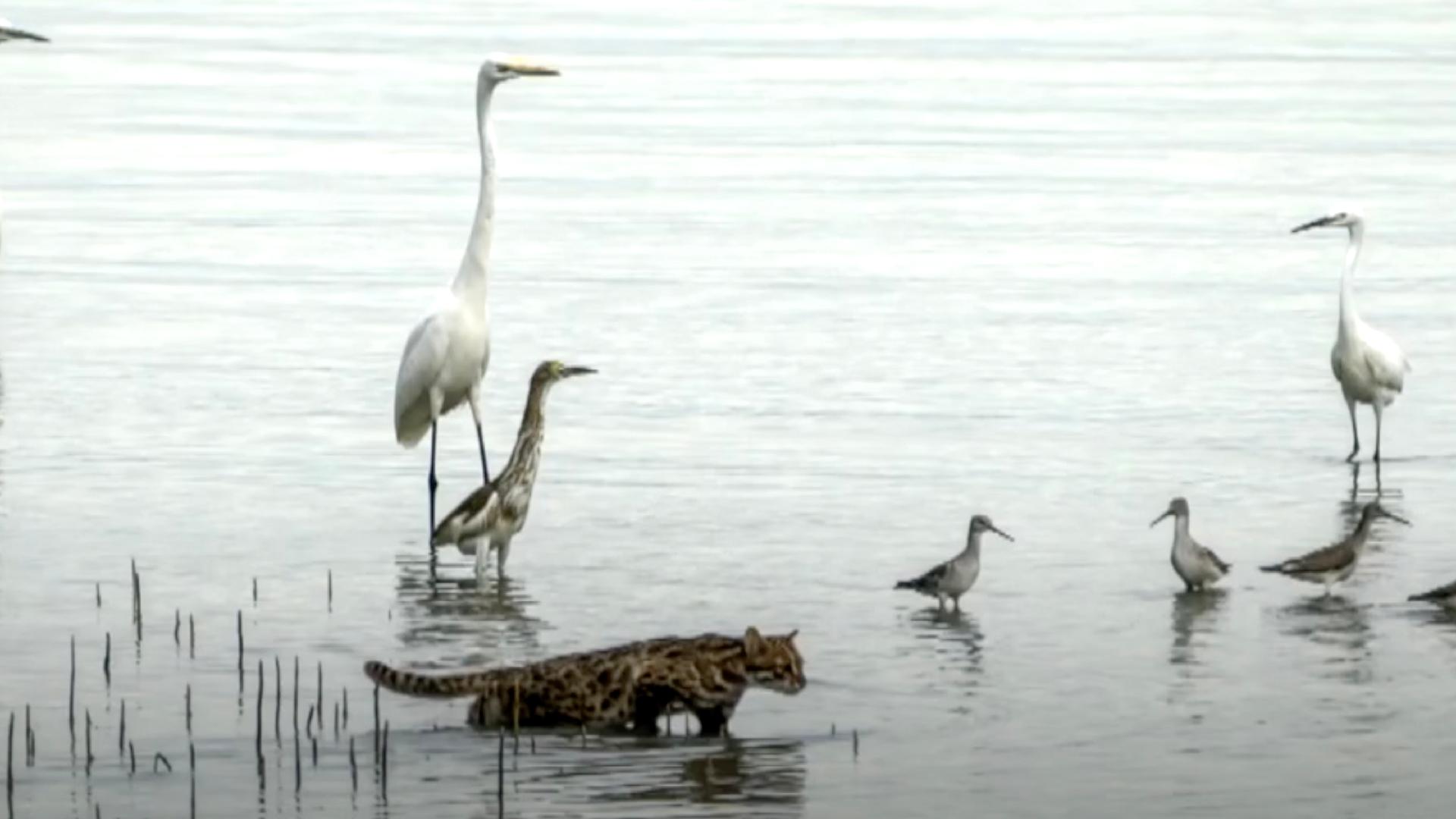 Rare photo of a leopard cat walking in the water of Shenzhen Bay Park ...