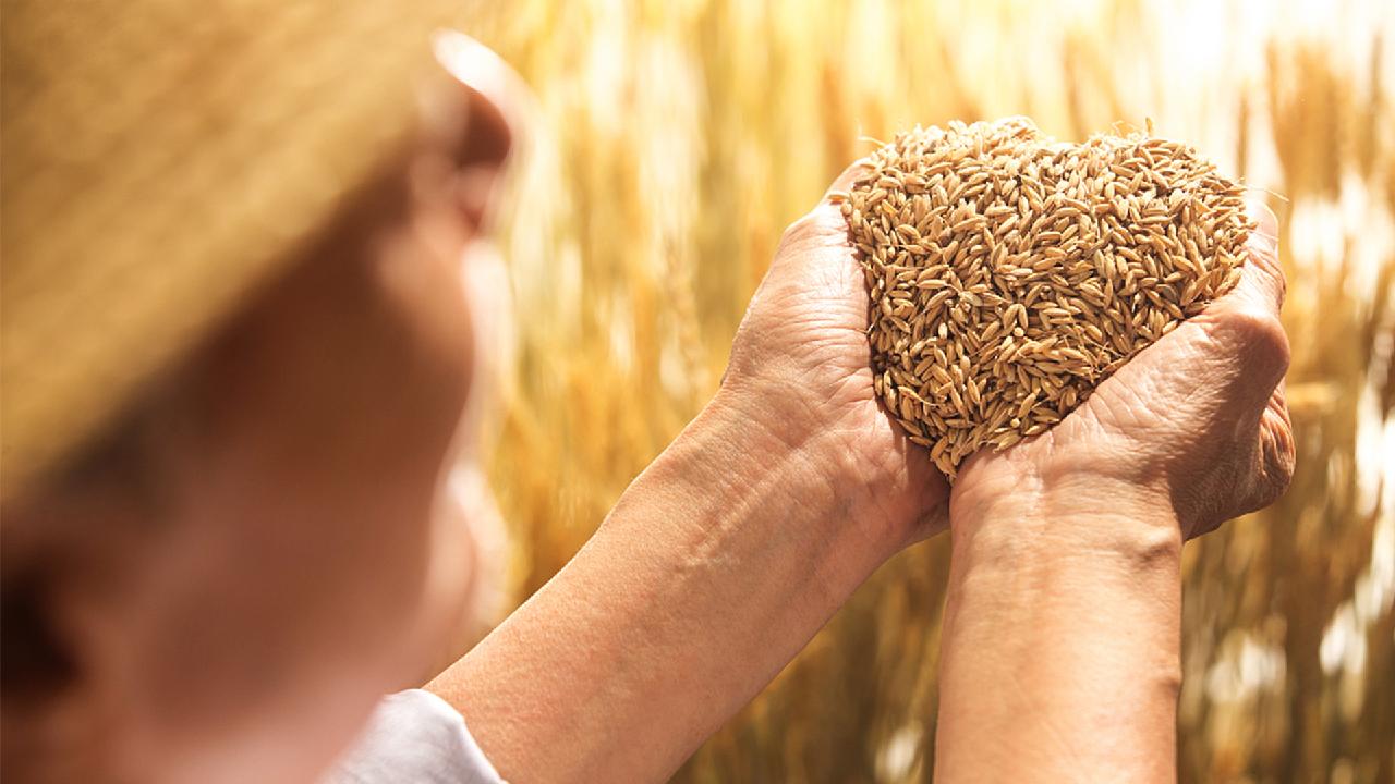 China's High-Yielding Hybrid Rice Strain 1973 - CGTN