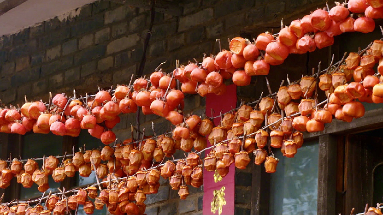 Villagers busy making dried persimmons in N China - CGTN