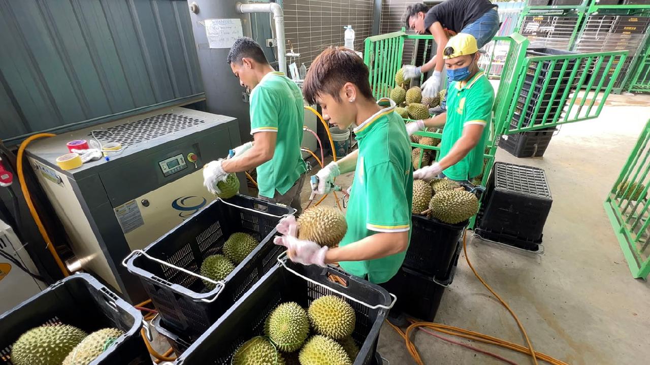 Malaysia feeding China's increasing demand for durians - CGTN