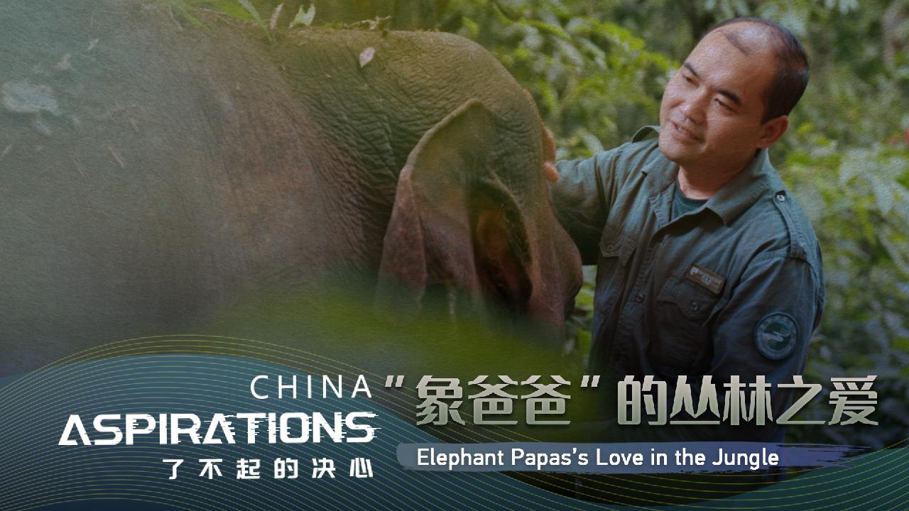 Elephant papa's love in the jungle - CGTN