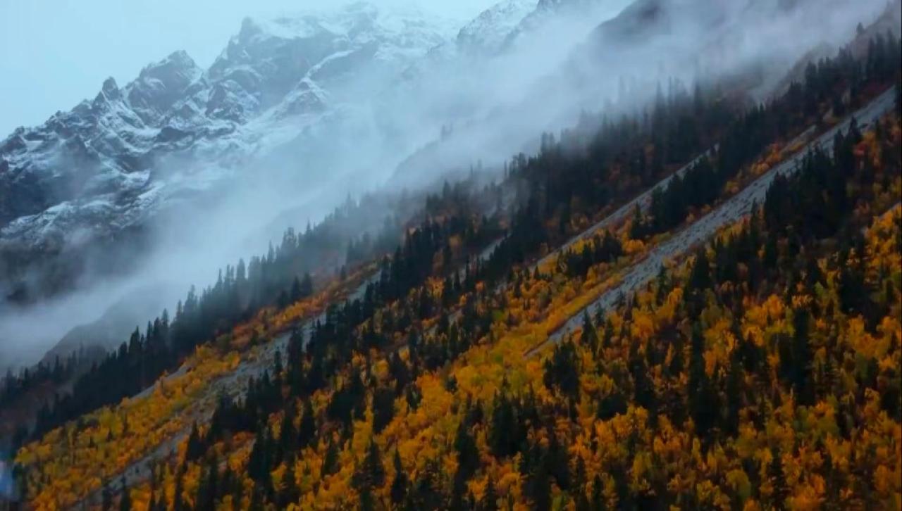 Trailblazer: Protecting the Himalayan garden - CGTN