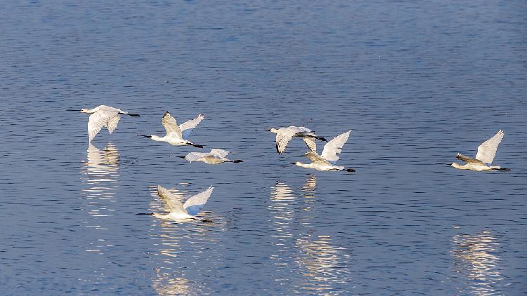 Flocks of migratory birds spotted across China for wintering - CGTN