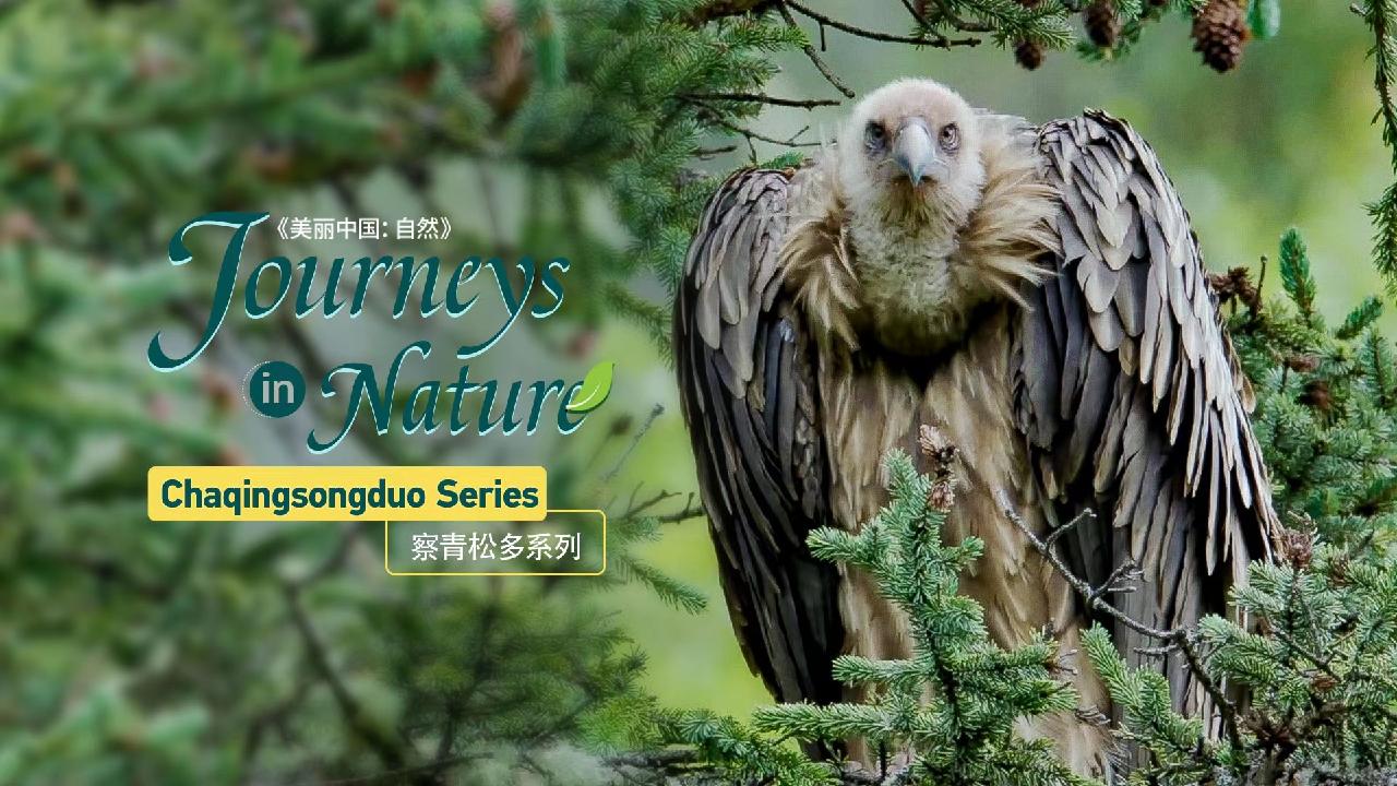 Chaqingsongduo Series | Episode 2: Vulture on the highland - CGTN