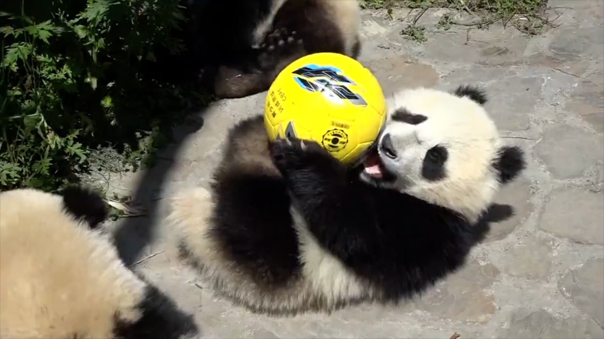 Chinese Giant Pandas Make Doha Public Debut Ahead Of World Cup CGTN