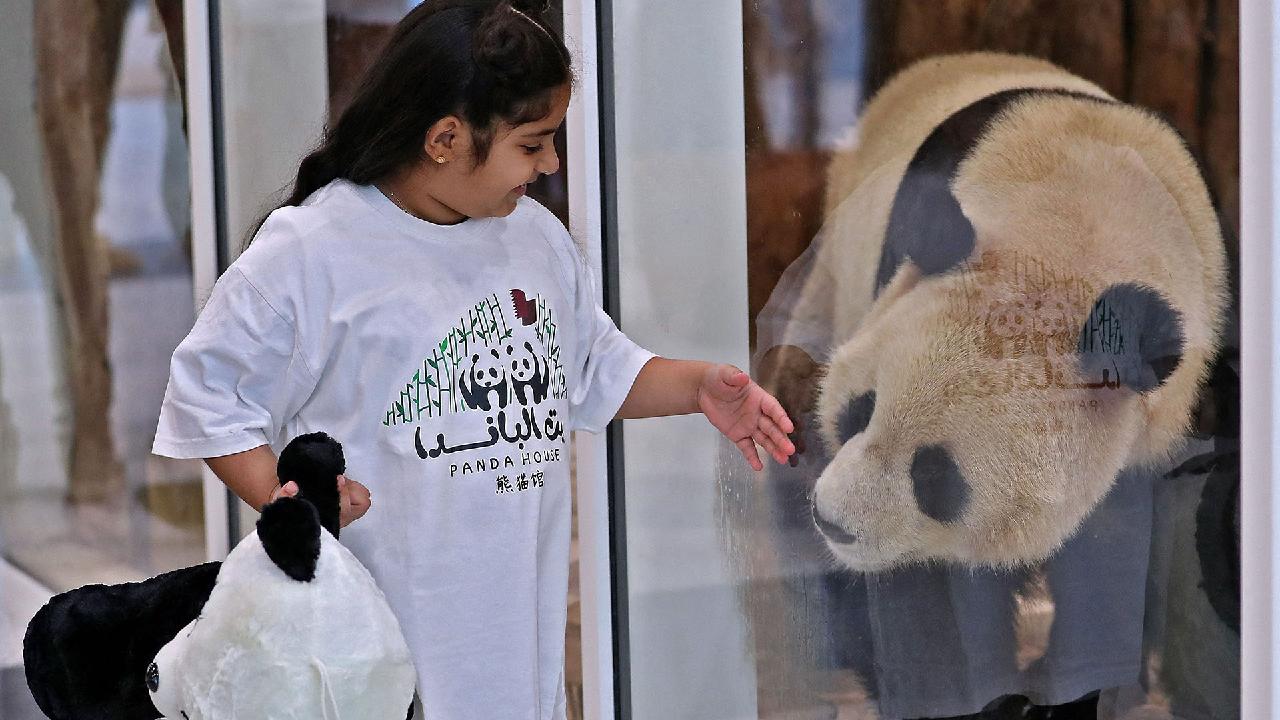Two giant pandas, Si Hai and Jing Jing, make their debut in Qatar - CGTN