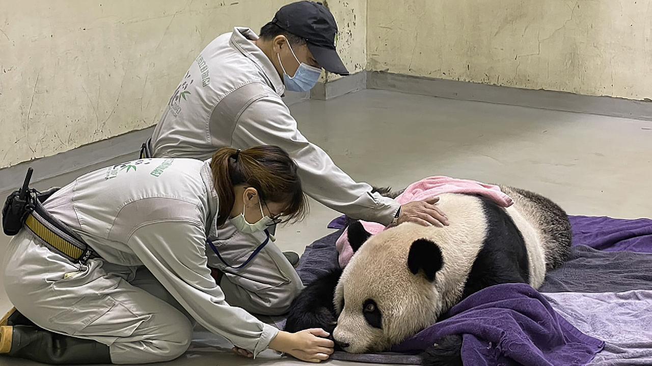 Panda Tuan Tuan gifted by Chinese mainland to Taiwan passes away - CGTN