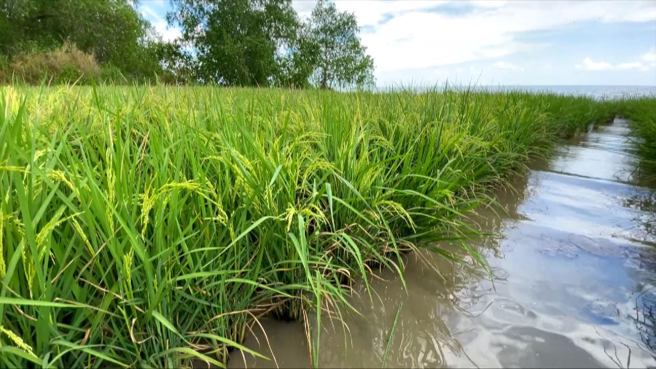 Thai scientists developing new flood-resistant rice strain - CGTN