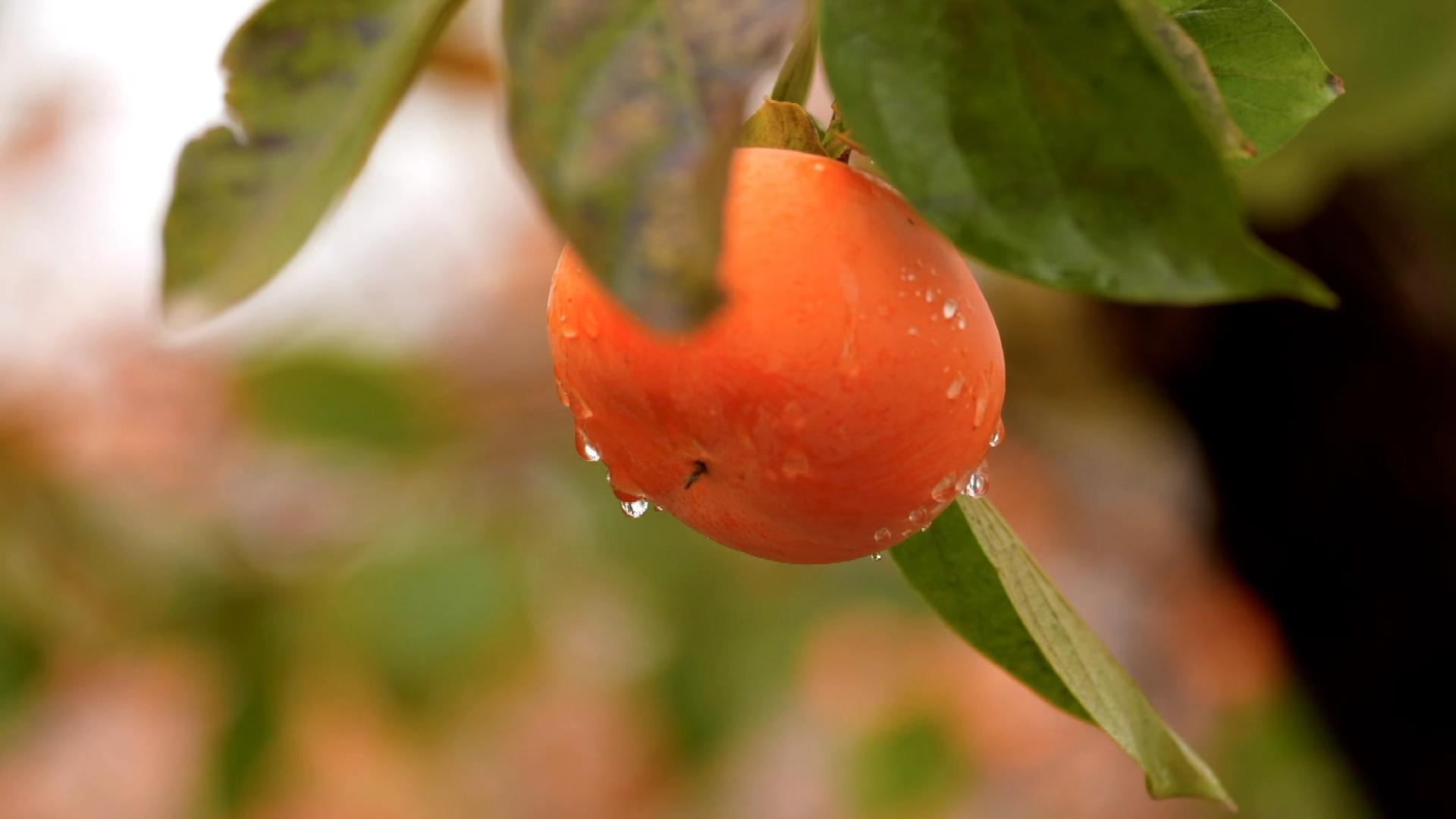 Persimmon trees ready for winter harvest in central China - CGTN