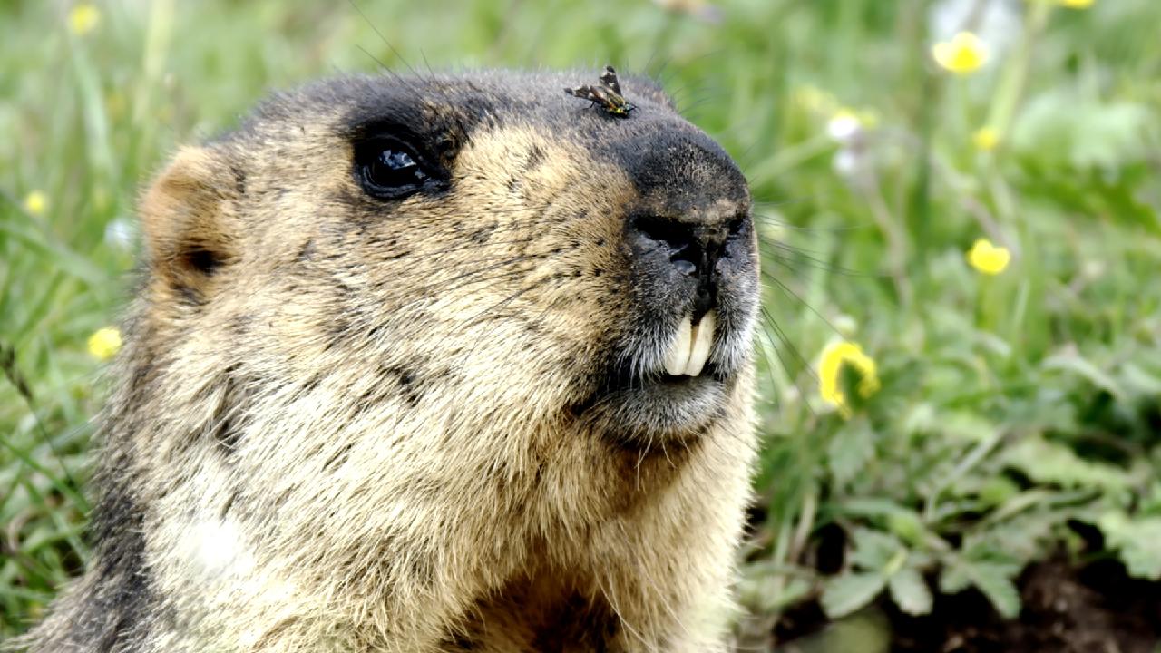 Chaqingsongduo Series | Episode 8: A marmot's life - CGTN