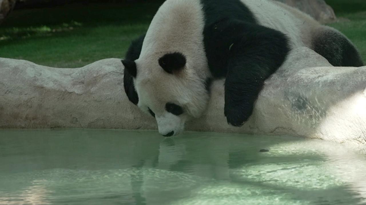 A tour to the panda house at Al Khor Park in Qatar - CGTN