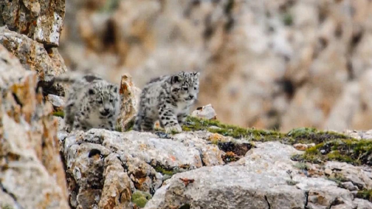 China achieves progress on biodiversity protection in past year - CGTN