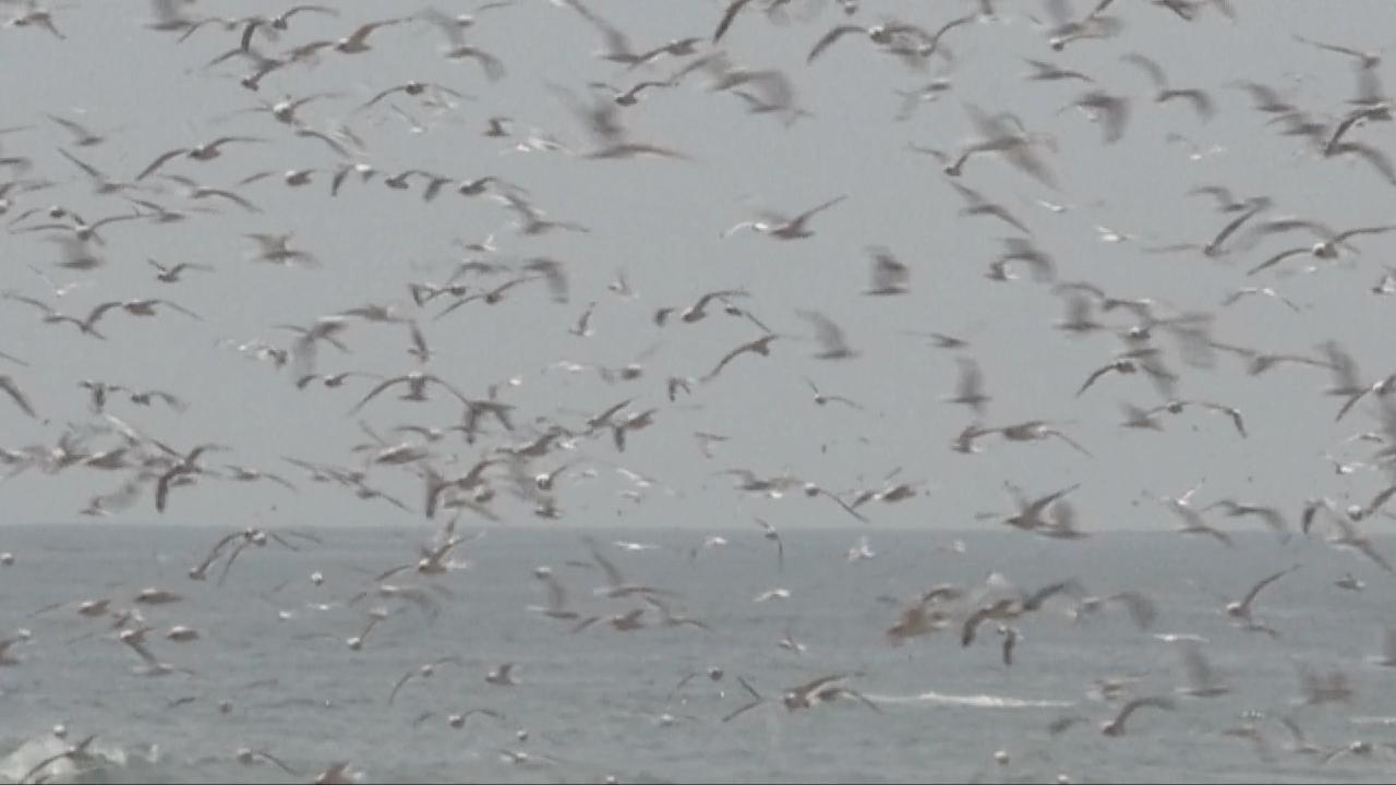 Avian flu kills almost 14,000 pelicans, seabirds in Peru - CGTN