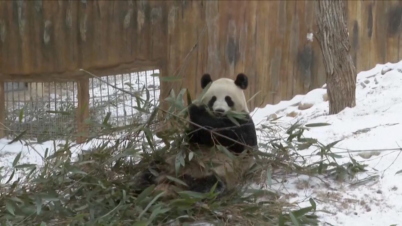 Giant pandas enjoy first snowfall at new home in Shaanxi - CGTN