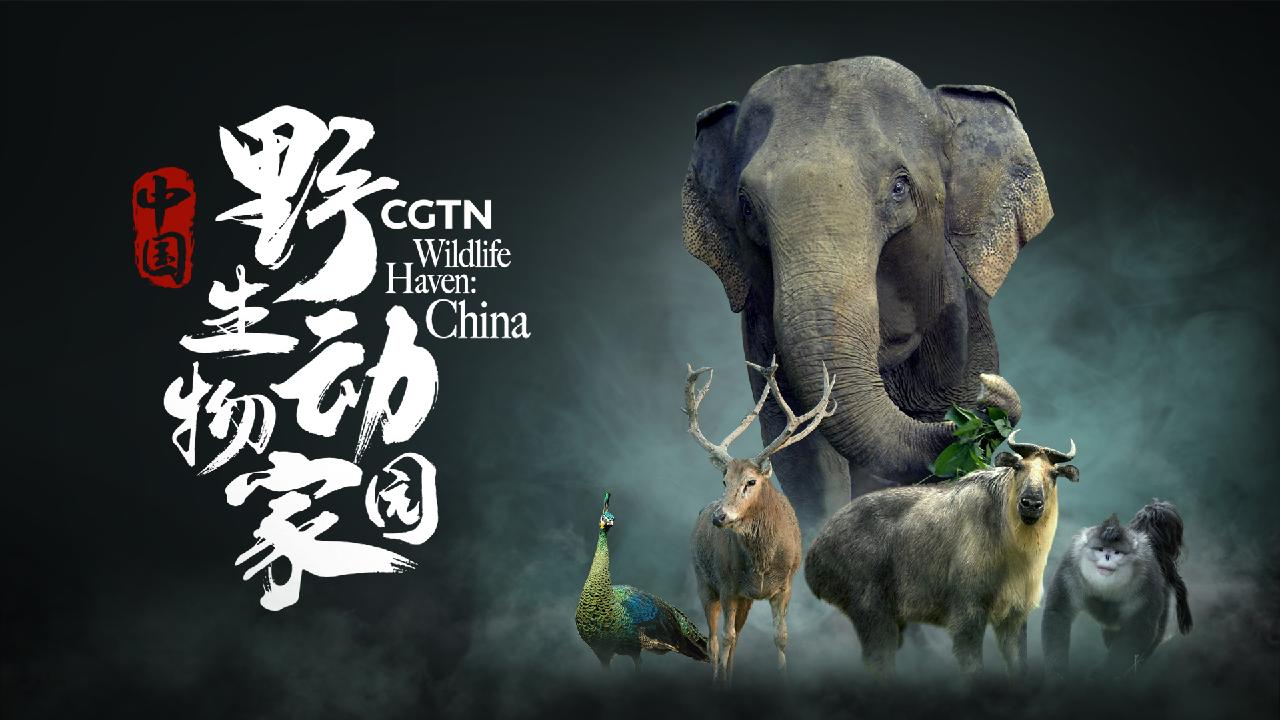 Official trailer: CGTN's 8K documentary 'Wildlife Haven: China' - CGTN