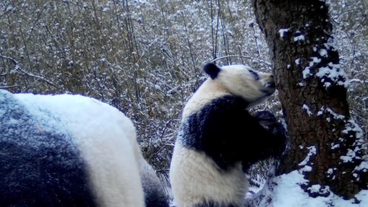 Wild giant pandas spotted having fun in southwest China - CGTN