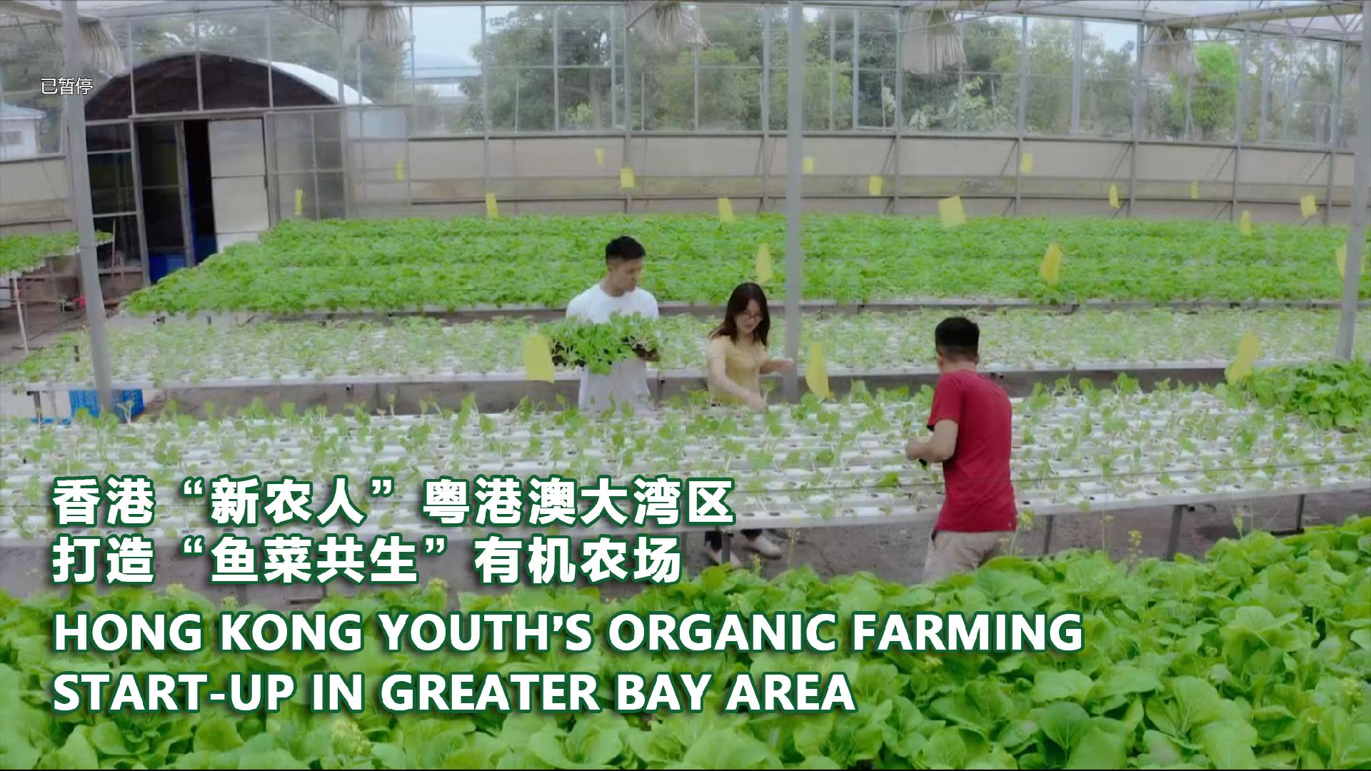 Hong Kong youth's organic farming start-up in Greater Bay Area - CGTN