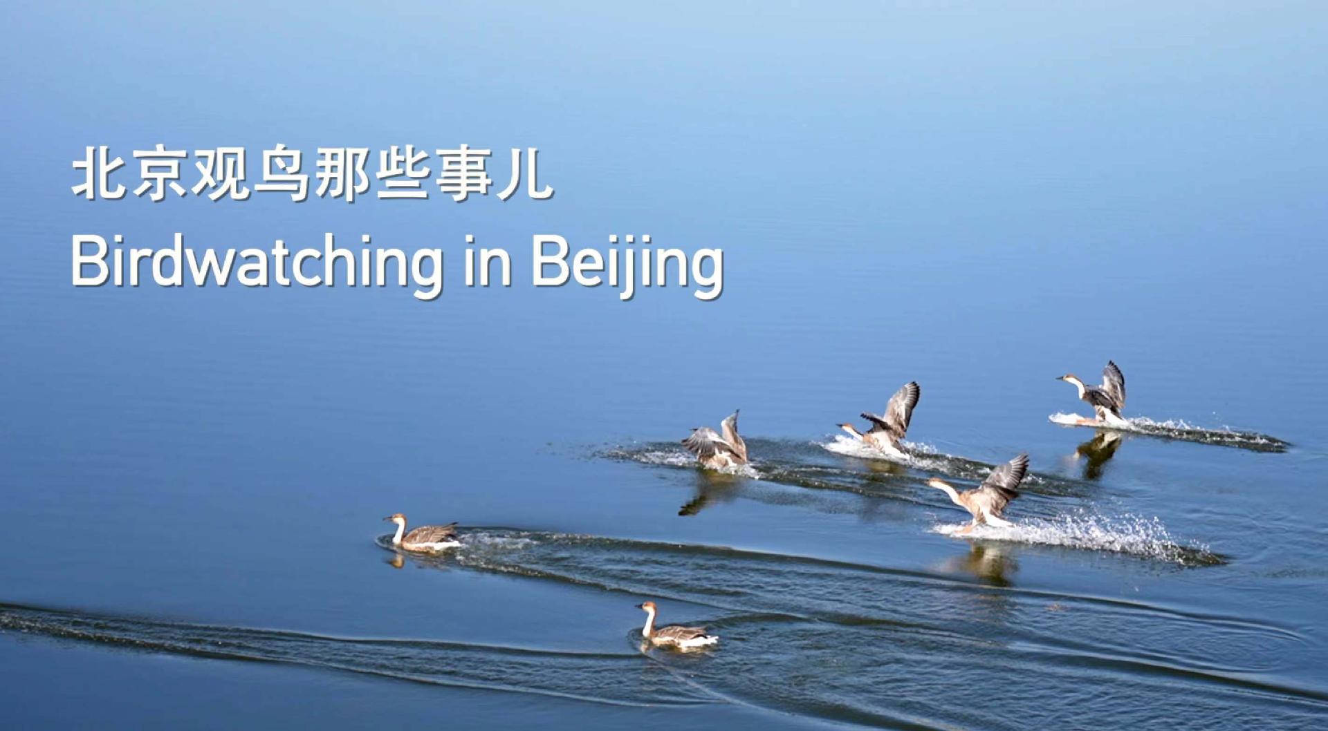 Birdwatching in Beijing - CGTN