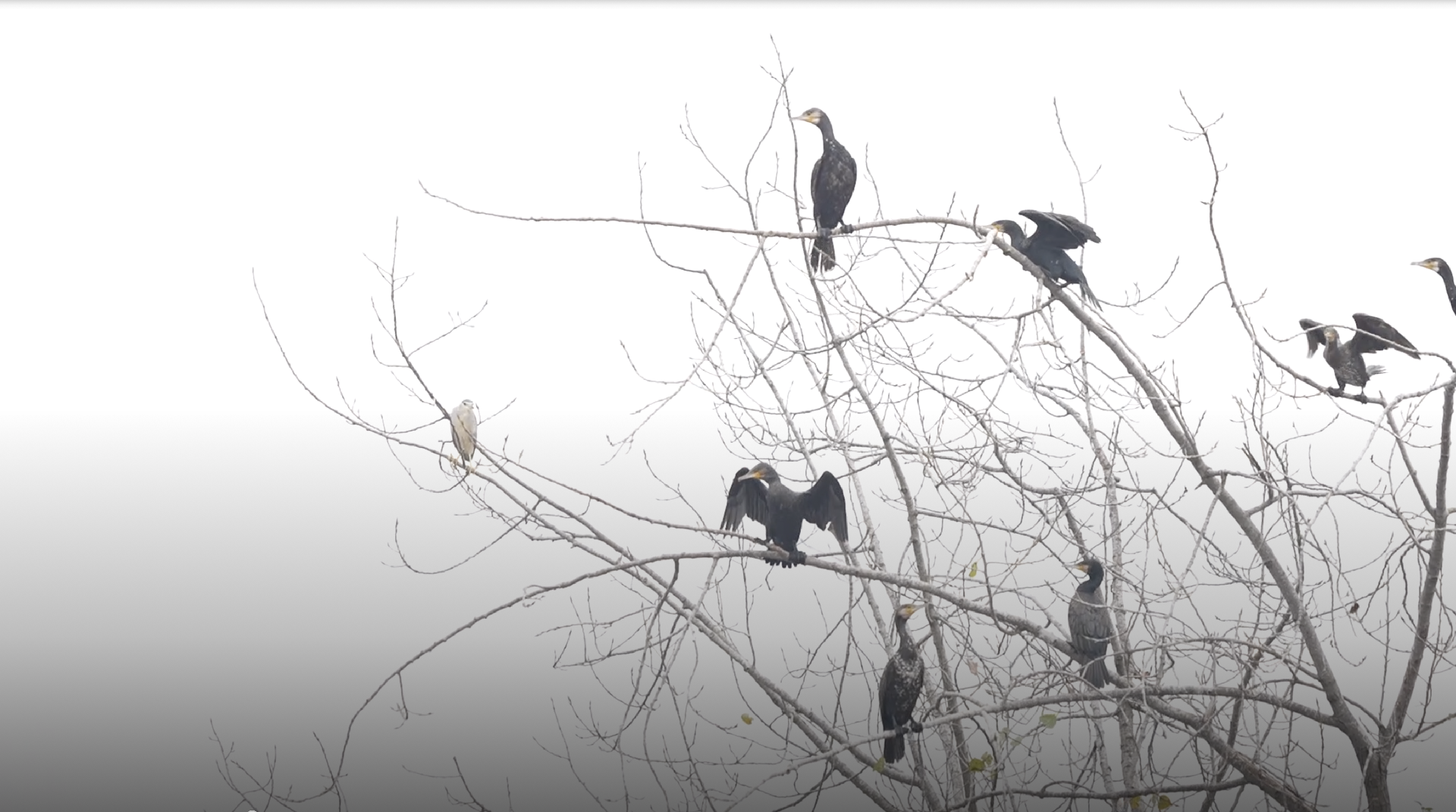 Protecting biodiversity: City parks popular with migratory birds - CGTN