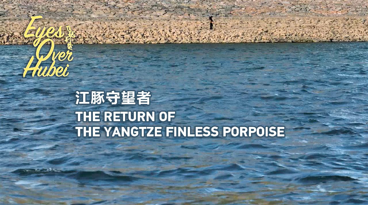 'Eyes Over Hubei': The return of the Yangtze finless porpoise - CGTN