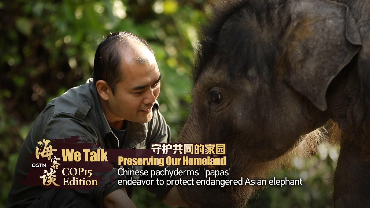 Chinese pachyderms' 'papas' try to protect endangered Asian elephant - CGTN