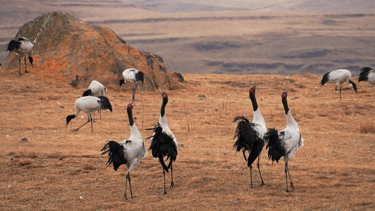 Woman dedicates 20 years to protecting black-necked cranes - CGTN