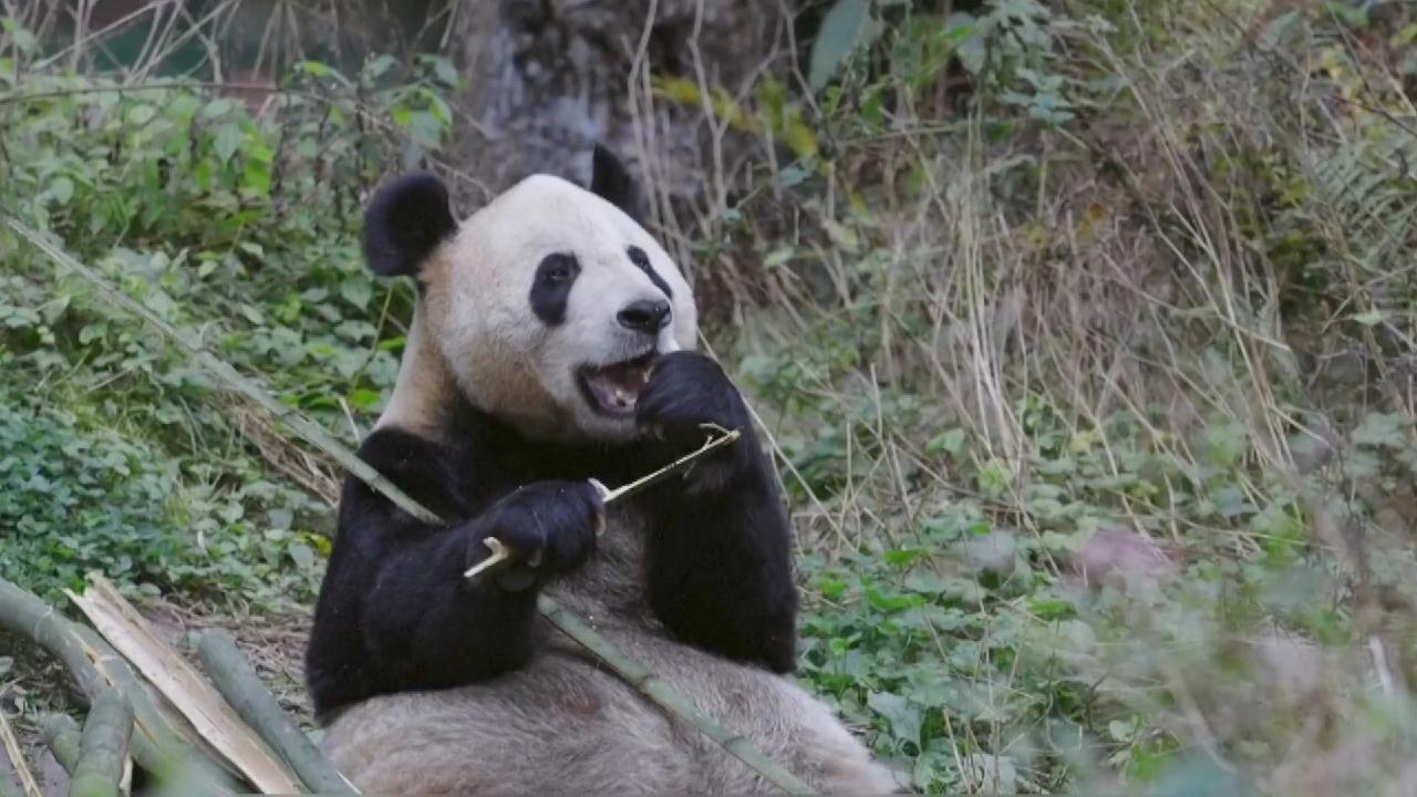 China's giant panda national park helps more newborns return to wild - CGTN