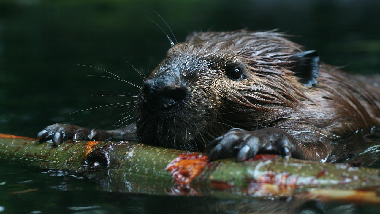 Meet the beaver species in China, cute and intelligent - CGTN