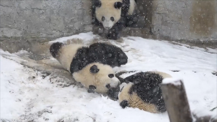 Giant pandas having great fun on snow days in NW China - CGTN