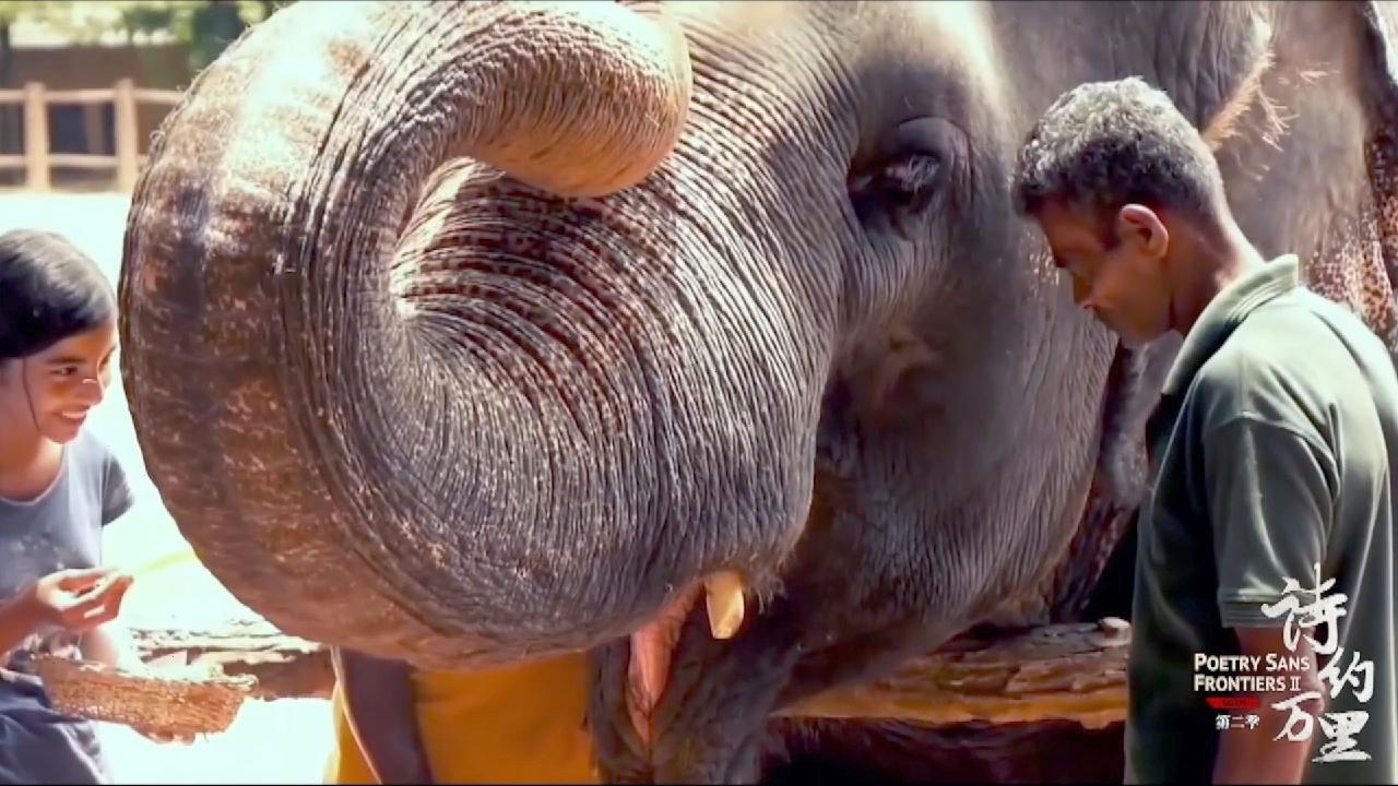 'Poetry Sans Frontiers': The elephants in Sri Lankan people's hearts - CGTN