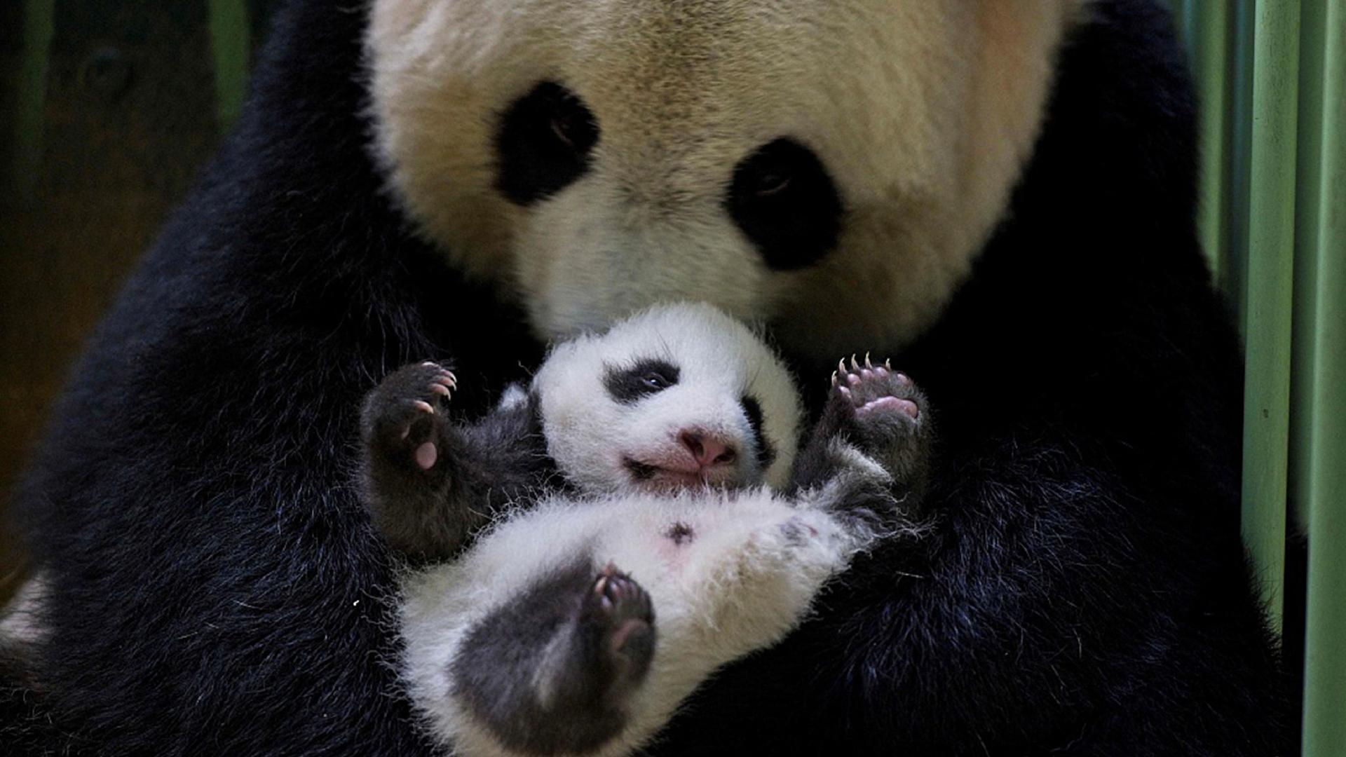 13 giant panda cubs born in SW China's Chengdu in 2022 - CGTN