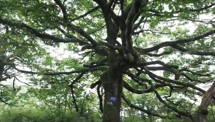 Enjoy the aerial view of this nature-rich county in southern China - CGTN