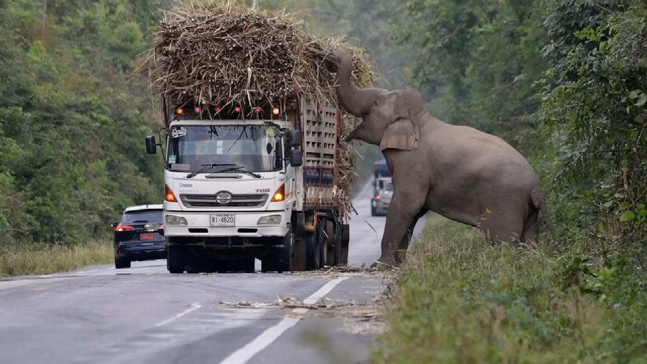 A greedy wild elephant stops passing trucks to steal sugarcane - CGTN