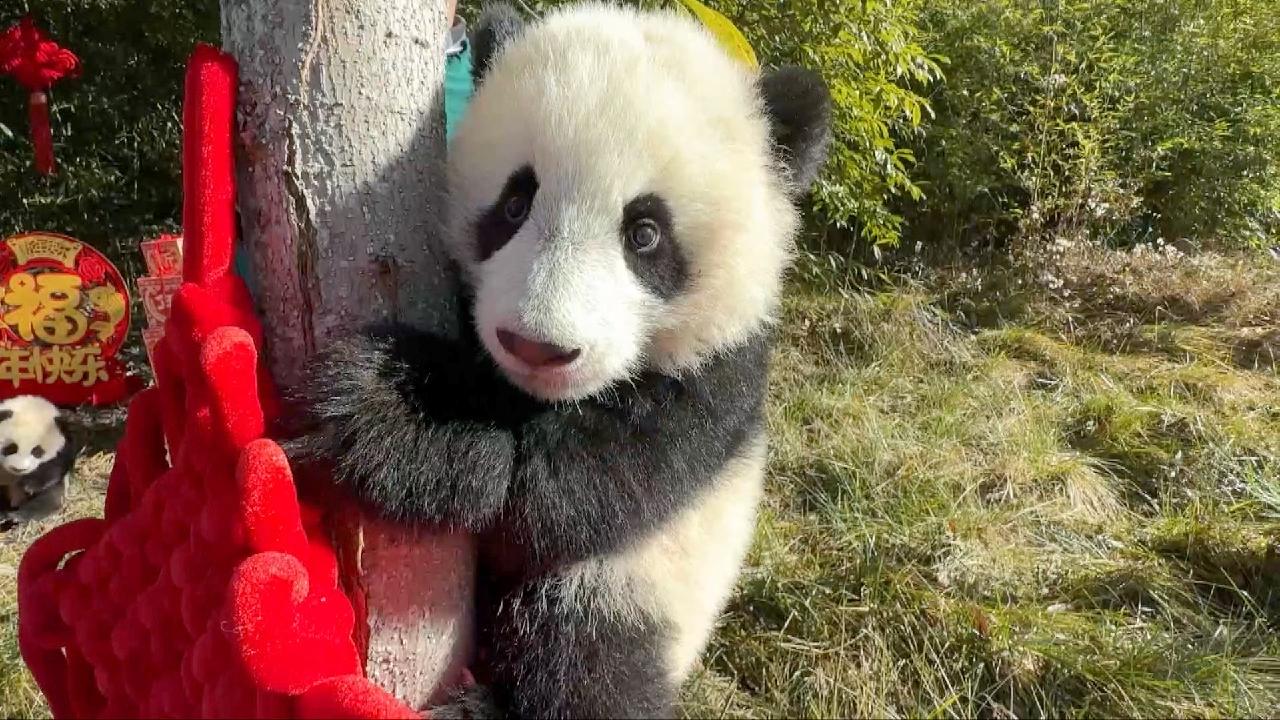 Pandas Around The World The Giant Pandas Are Back At The National Zoo.