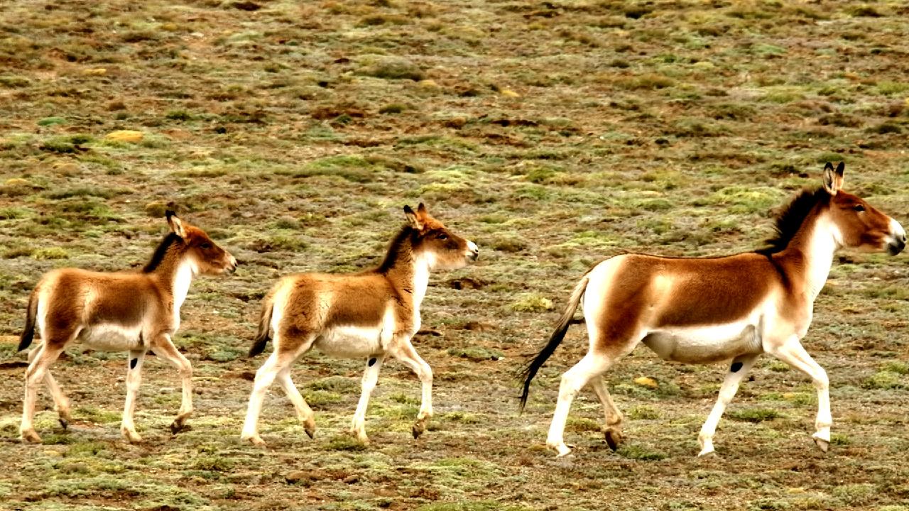 Wild Yellow River Series | Episode 1: Galloping equines - CGTN
